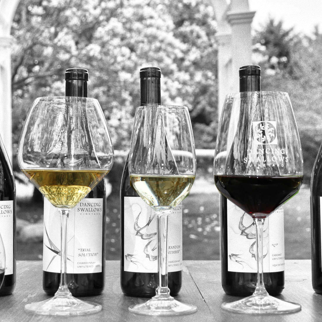 Dancing Swallows Vineyard